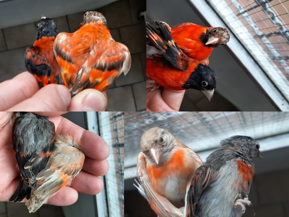 Vogelzucht-Reeg, Vogelbestand, Börse + Galerie